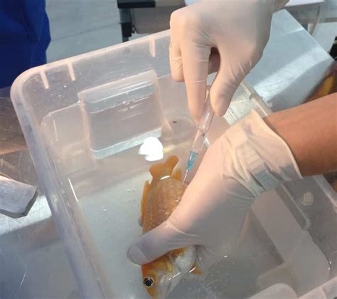 Veterinario De Peces Medicina Y Manejo De Peces Y Acuarios