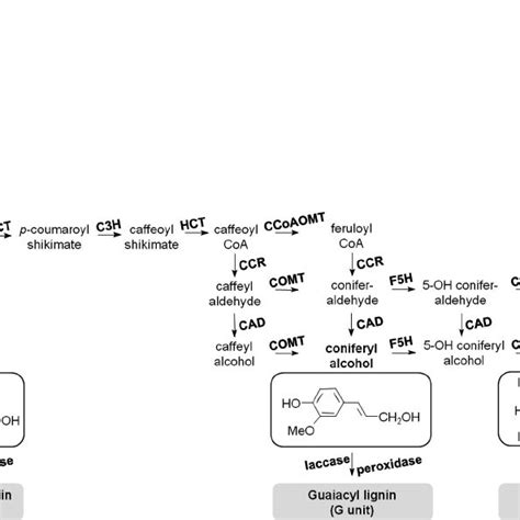 The Monolignol Biosynthetic Pathway Adapted From 141 Enzymes From