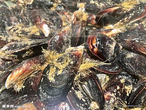 青口贝摄影图海洋生物生物世界摄影图库昵图网