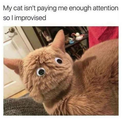 65 Of The Best Cat Memes That Show Whos The Real Boss Inspirationfeed