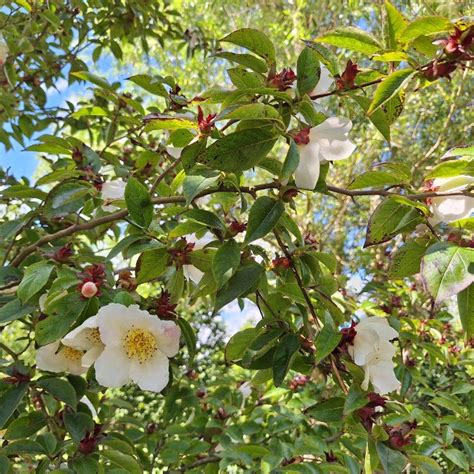 Stewartia Pseudocamellia Majestic Trees