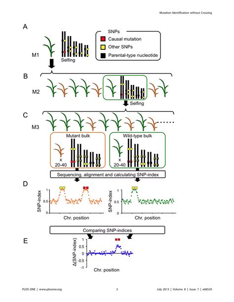Mut Map Genetic Mapping And Mutant Identification Without Crossing