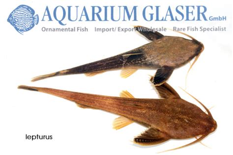 Xyliphius Cf Lepturus And X Cf Melanurus Aquarium Glaser Gmbh