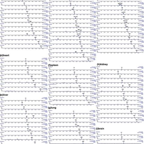 Extracted Ion Chromatography Eic Of Sdg And Its Metabolites In Rats