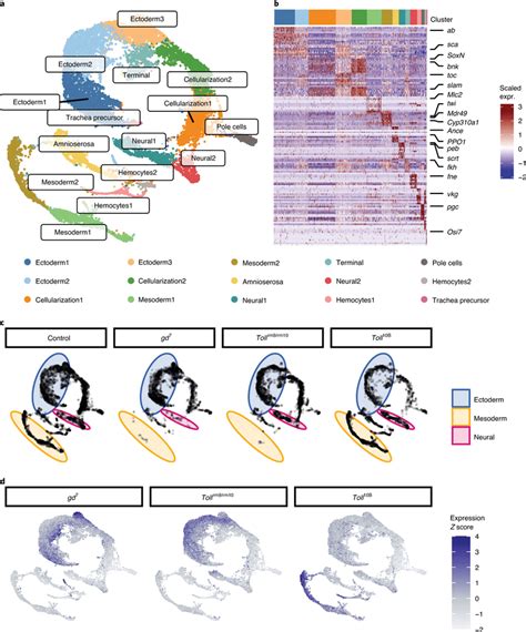 Scrna Seq Analysis Of Gene Expression During Dorsoventral Patterning A Download Scientific