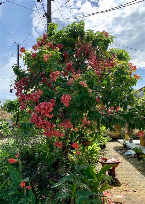 Philippine Mussaenda — Socfindo Conservation