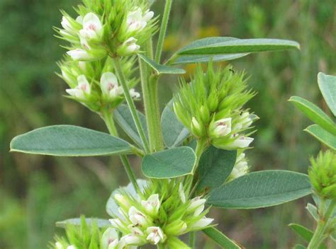 Lespedeza Lespedeza Capitata Michx Amaperbene It