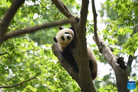 Worlds Captive Panda Population Hits 757 The Star