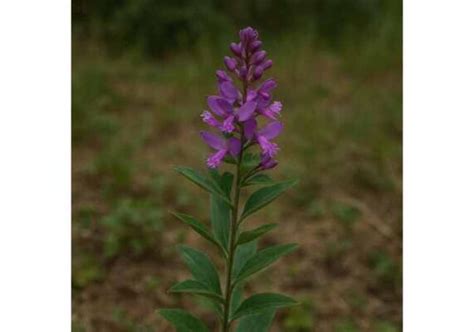 Polygala Polygala Tenuifolia Benefits For Cognitive Support Calm