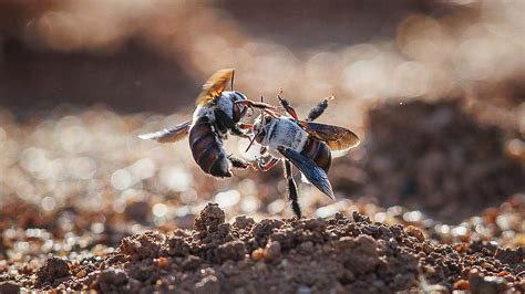 Dawsons Burrowing Bees Photo Essay Georgina Steytler Nature Photographer