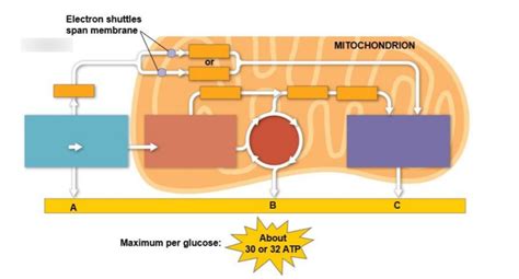 Cytosol Diagram Quizlet
