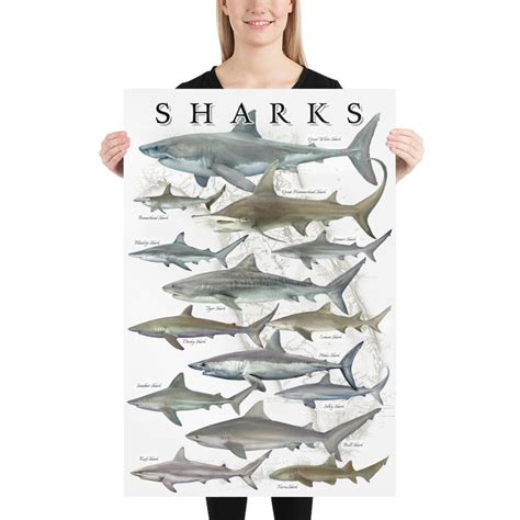 Shark Poster Shark Species Id Poster Shark Id Chart Sharks Of