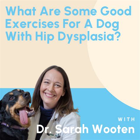 What Are Some Good Exercises For A Dog With Hip Dysplasia Barker Beds
