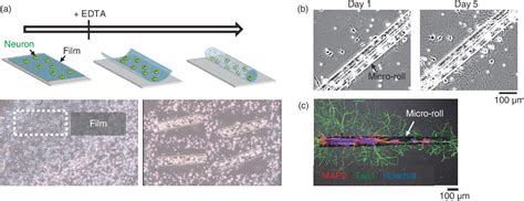 Figure 1 From Self Folded Three Dimensional Graphene For Biointerfaces Semantic Scholar