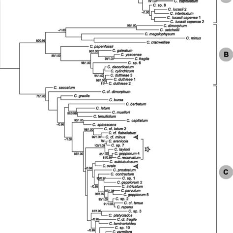 Maximum Likelihood Phylogenetic Tree Of 73 Codium Species Based On The