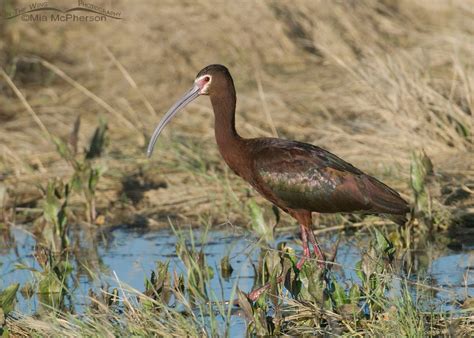 White Faced Ibis In Breeding Plumage At Bear River Mbr Mia Mcpherson