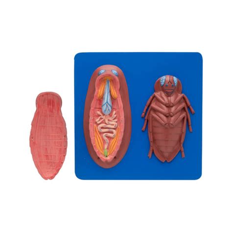 Cockroach Dissected Model Scientific Lab Equipment Manufacturer And