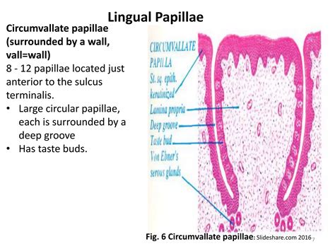 Histology Of The Tongue And Salivary Gland Pptx