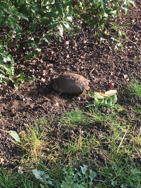 Turtle Boi Rnaturepics