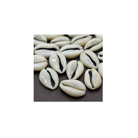 Buy Synspiritstore Original White Cowdicowriecowrykourikaudikori Shells Monetaria Monta