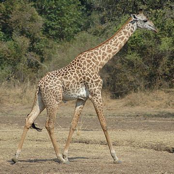 African Flora And Fauna Wikitravel