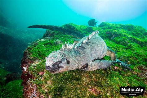 Top Ten Dive Destinations Supporting Marine Reserves • Scuba Diver Life