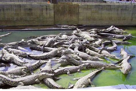 2024 Crocodile Farm And Elephant Show With Transfers In Bangkok