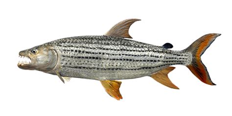 Fishing Planet Collective