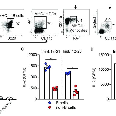 B Cells Are The Major Mhc Ii Expressing Apcs In The Blood Presenting