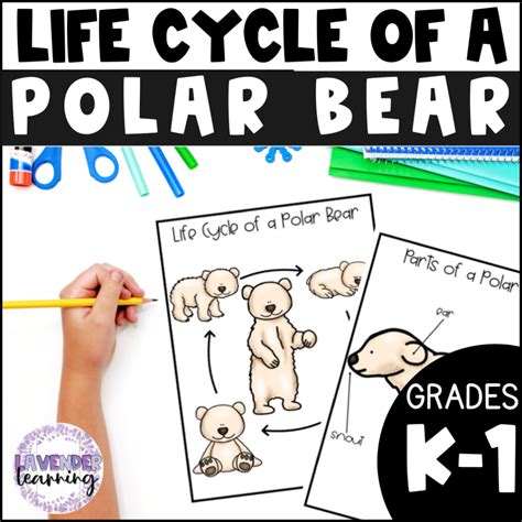 Life Cycle Of A Polar Bear Activities Worksheets Book Polar Bear