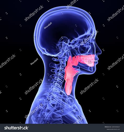 Female Internal Organs Throat Anatomy Medical Stock Illustration