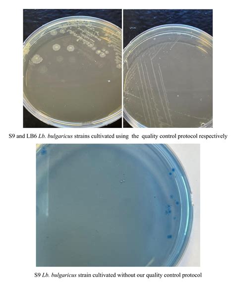 Lactobacillus Casei Colony Morphology