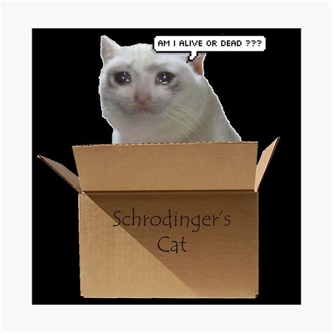 Schrodinger Cat Meme Explained At Nilsa Sutton Blog