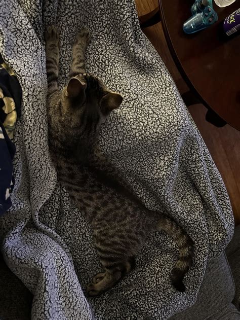 Standard Issue Stretch Rstandardissuecat