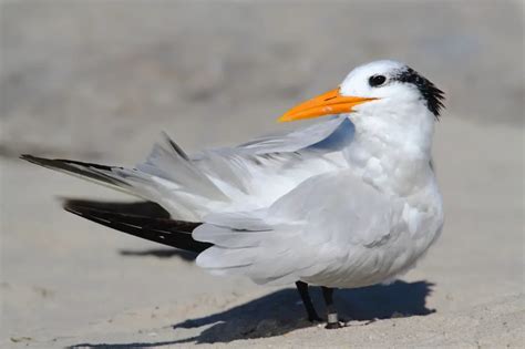 Royal Terns Thalasseus Maximus Information Earth Life