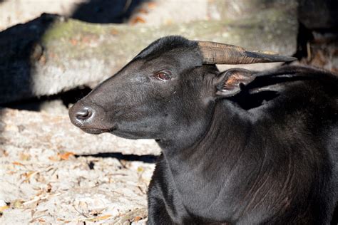 Lowland Anoa Zootampa At Lowry Park