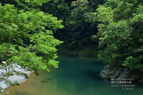 みどりの日 綾ユネスコエコパーク 綾町照葉樹林 日々ブログ Morimori ＠宮崎県