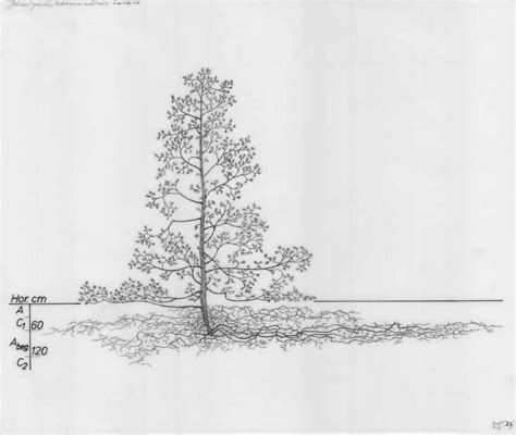 Amazing Plant Drawings Explore The Unseen Beauty Of Tree Root Systems