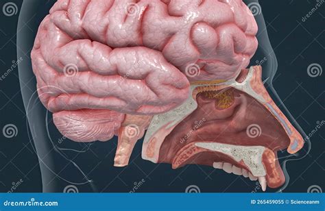 Olfactory Organ There Are Two Olfactory Bulbs On The Bottom Side Of The