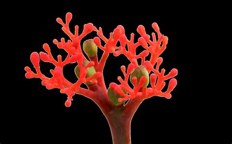 Jatropha Firecracker Marginpar