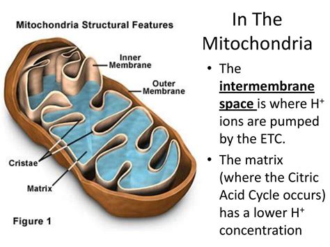 The Electron Transport Chain And Chemiosmosis Ppt Download