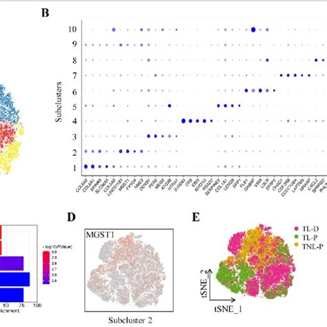 Molecular Features Of Epithelial Cell Subclusters Of The Human Amnion