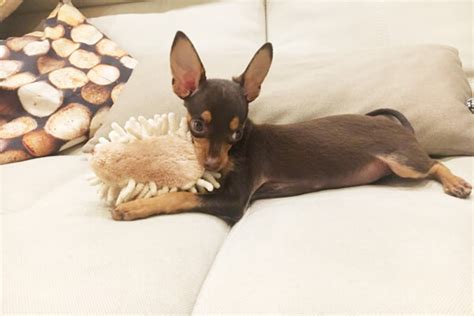 Той терьер и пинчер отличия фото