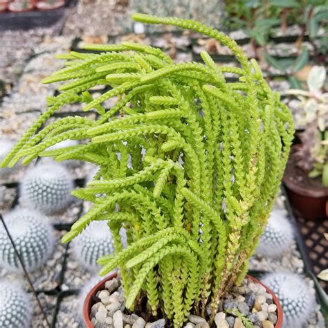 Watch Chain Crassula Muscosa Lycopodioides Shop At Planet Desert