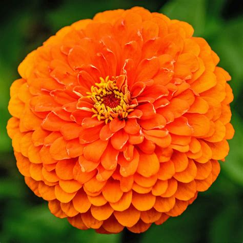 Bulk Zinnia Seeds Benary Giant Orange Bulk Seed Store