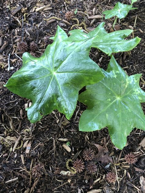 Podophyllum Peltatum American Mandrake Ducks Foot Hog Apple Indian