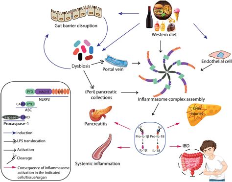 Frontiers Targeting Inflammasome Pathway By Polyphenols As A Strategy