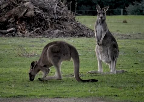 5 Fakta Menarik Kangguru Hewan Khas Australia Dan Terlahir Tidak