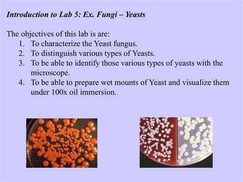 Yeasts