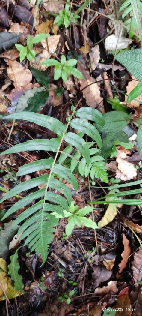 Monilophyta 12 Colección Biológica